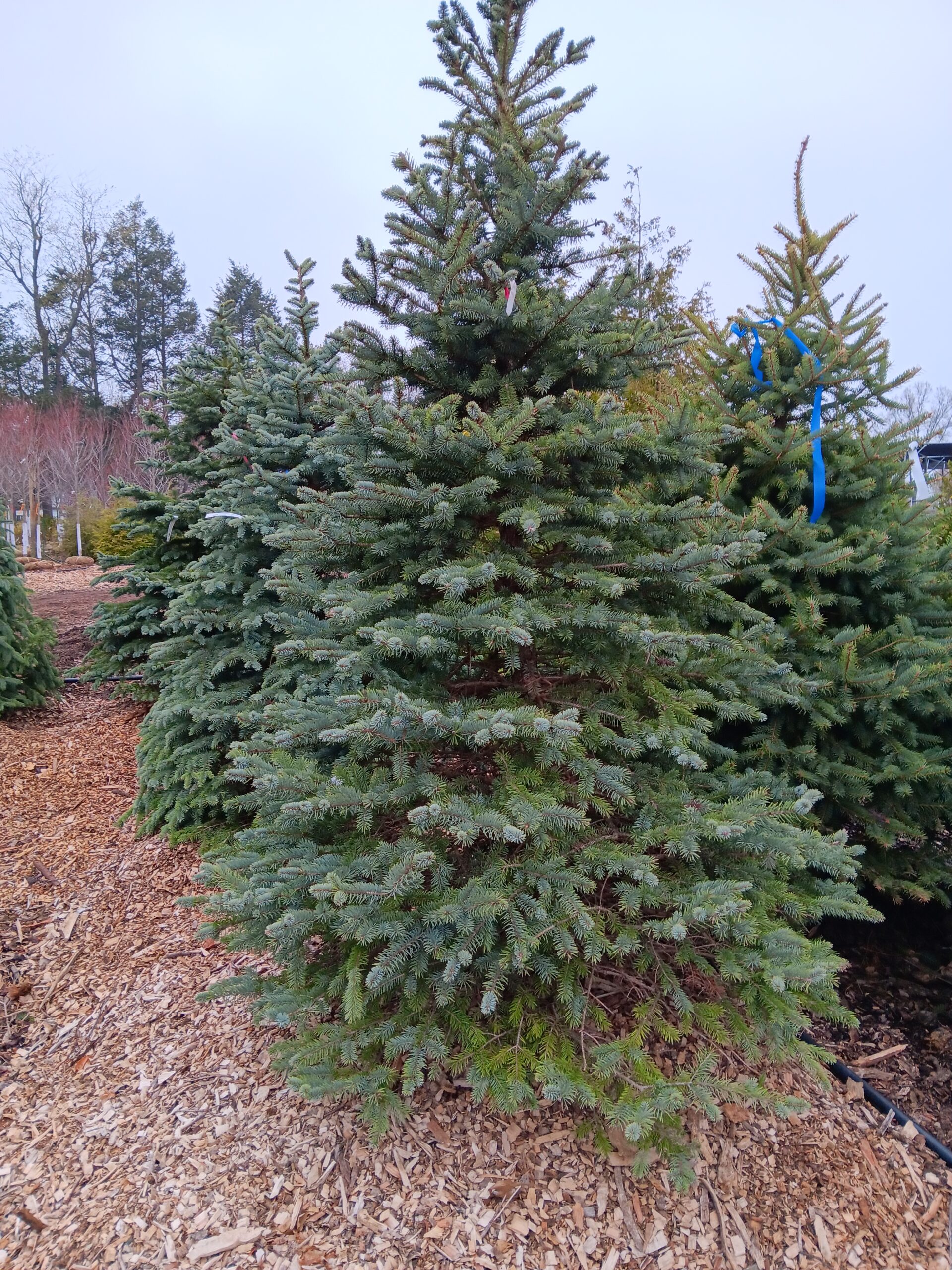 Nursery Stock – Rose Valley Nursery