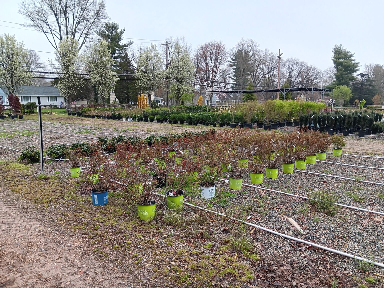 Nursery Stock – Rose Valley Nursery